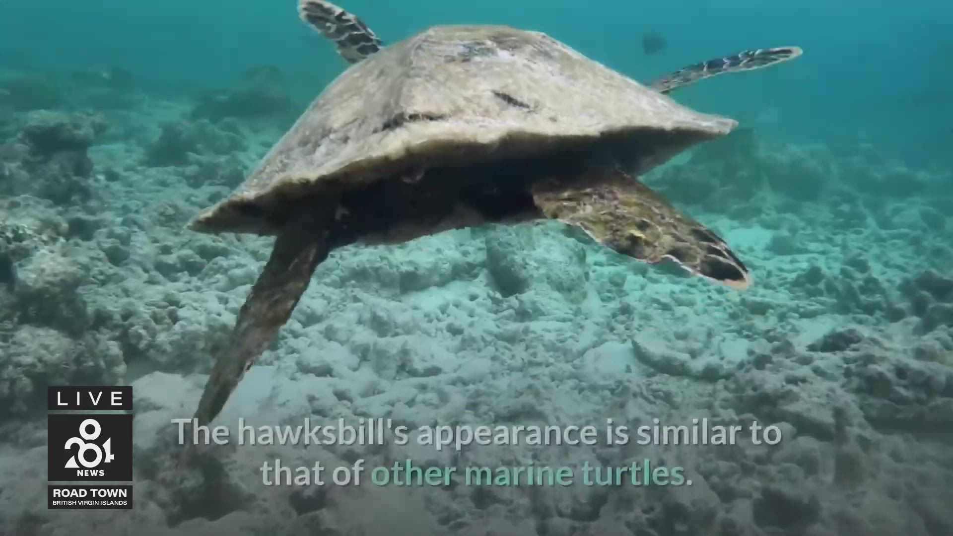 A Day Turtle Tagging with the Association of Reef Keepers (ARK). - 284 ...